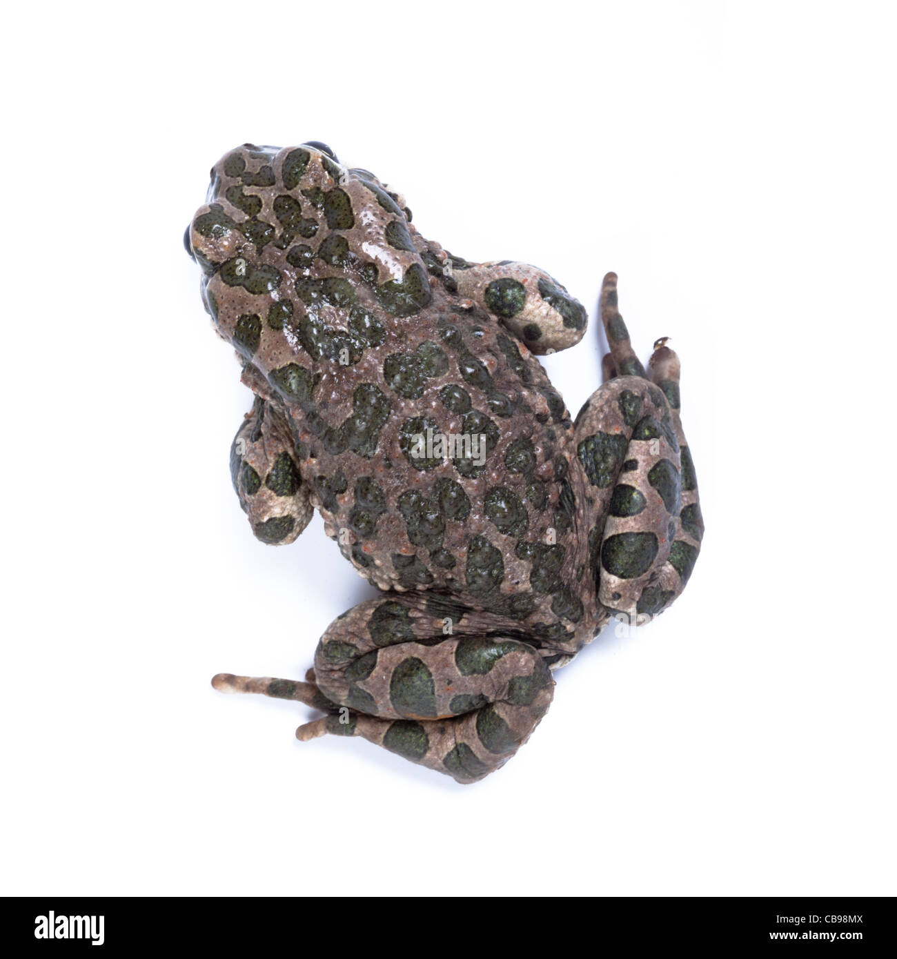 Bufo viridis, European green toad. Toad in studio against a white ...