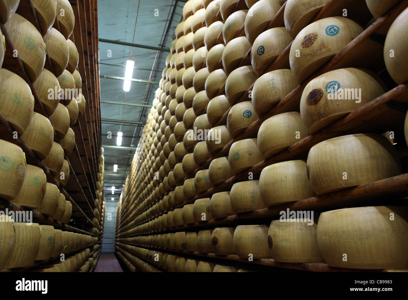 Wheels of organic Parmigiano-Reggiano cheese age at a cheese dairy farm ...