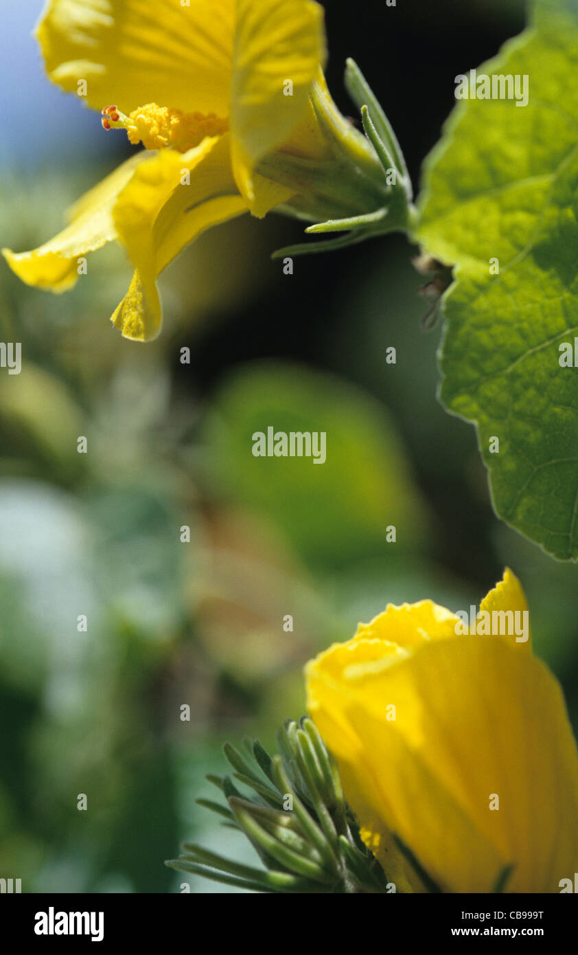 Hawaii, Kauai, Ma`o Hau Hele, Hawaii State Flower, Hibiscus ...