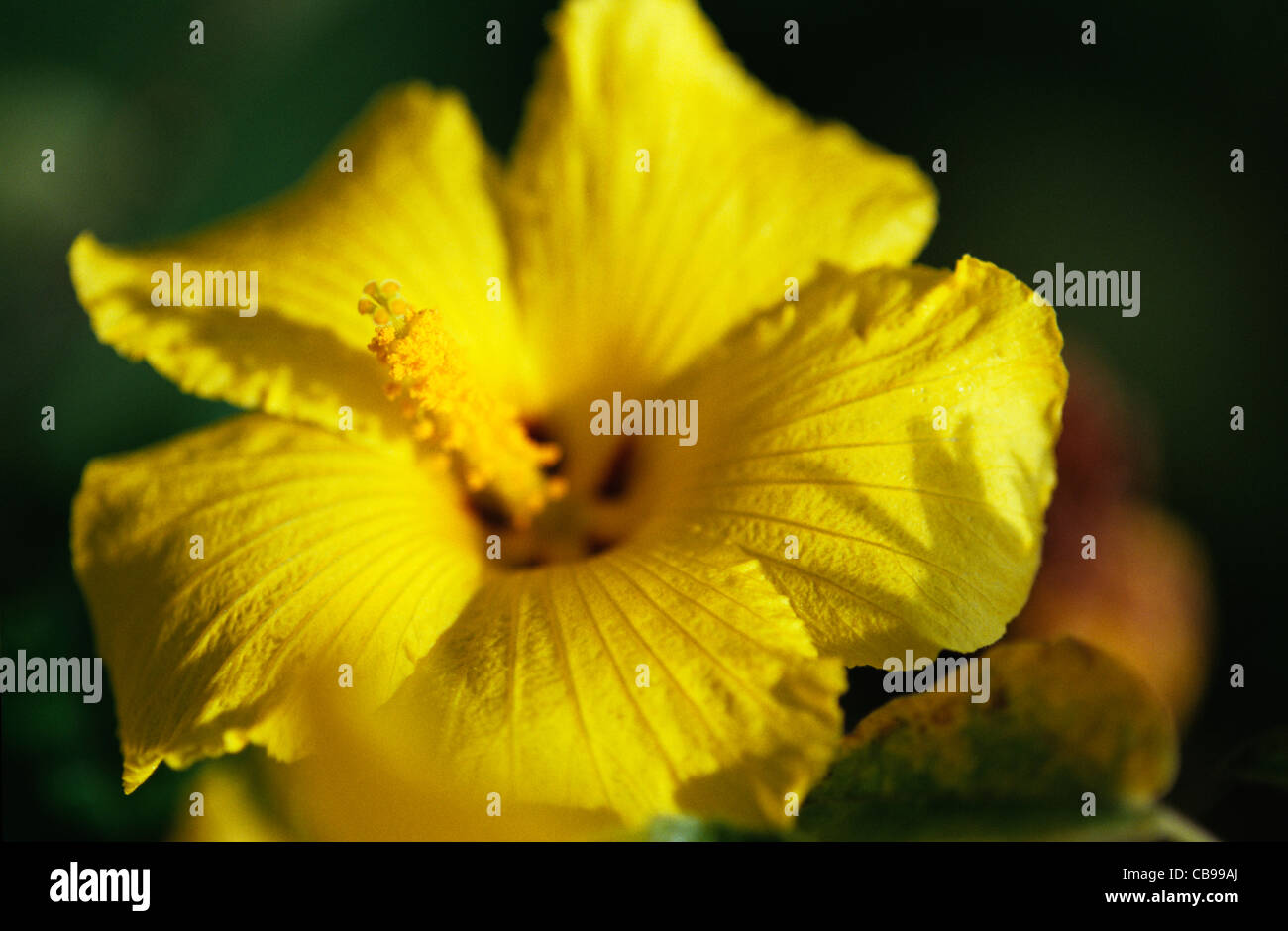 Hawaii, Kauai, Ma`o Hau Hele, Hawaii State Flower, Hibiscus ...