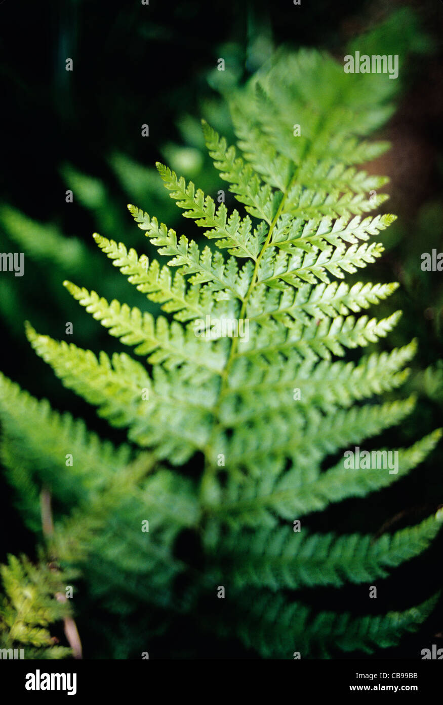 Close-up detail of fern frond Stock Photo - Alamy
