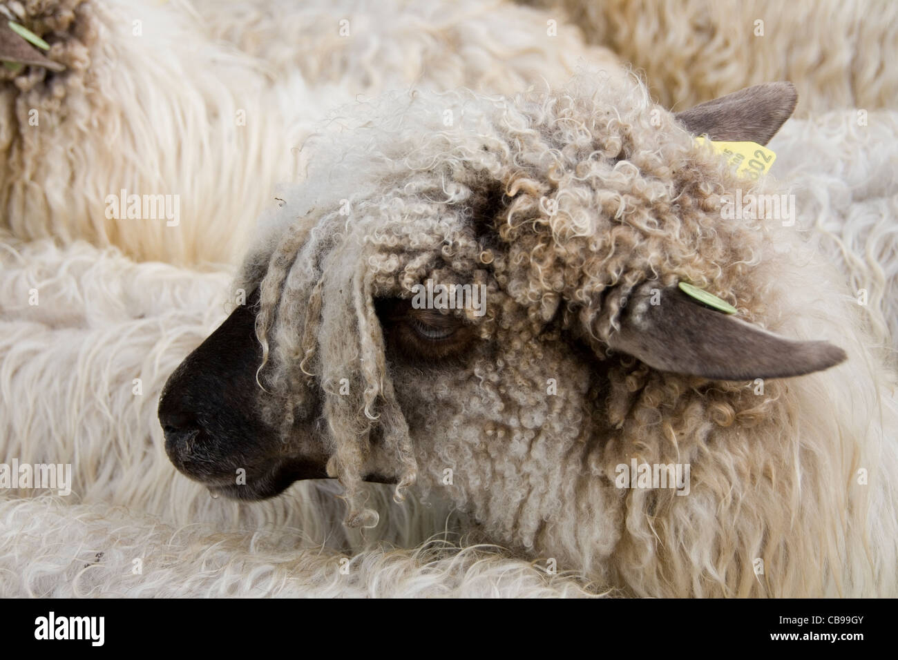 a latxa sheep herd in basque country Stock Photo - Alamy