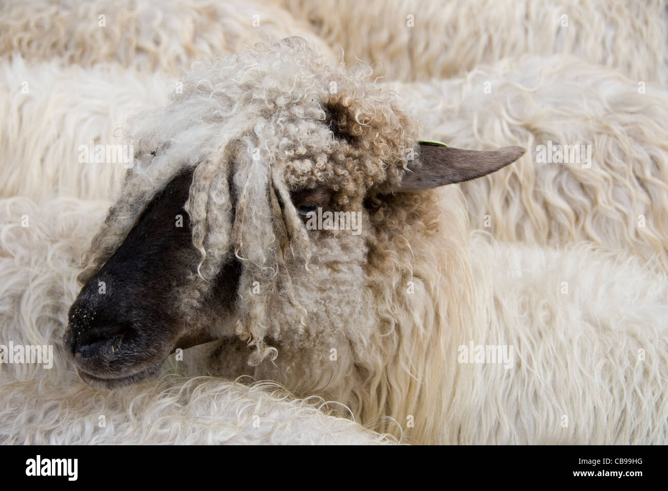 a latxa sheep herd in basque country Stock Photo - Alamy