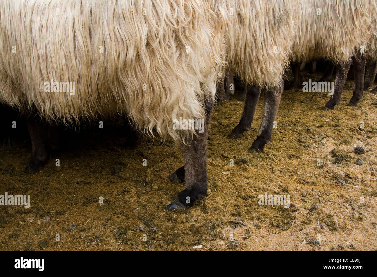 Sheep in basque country hi-res stock photography and images - Alamy