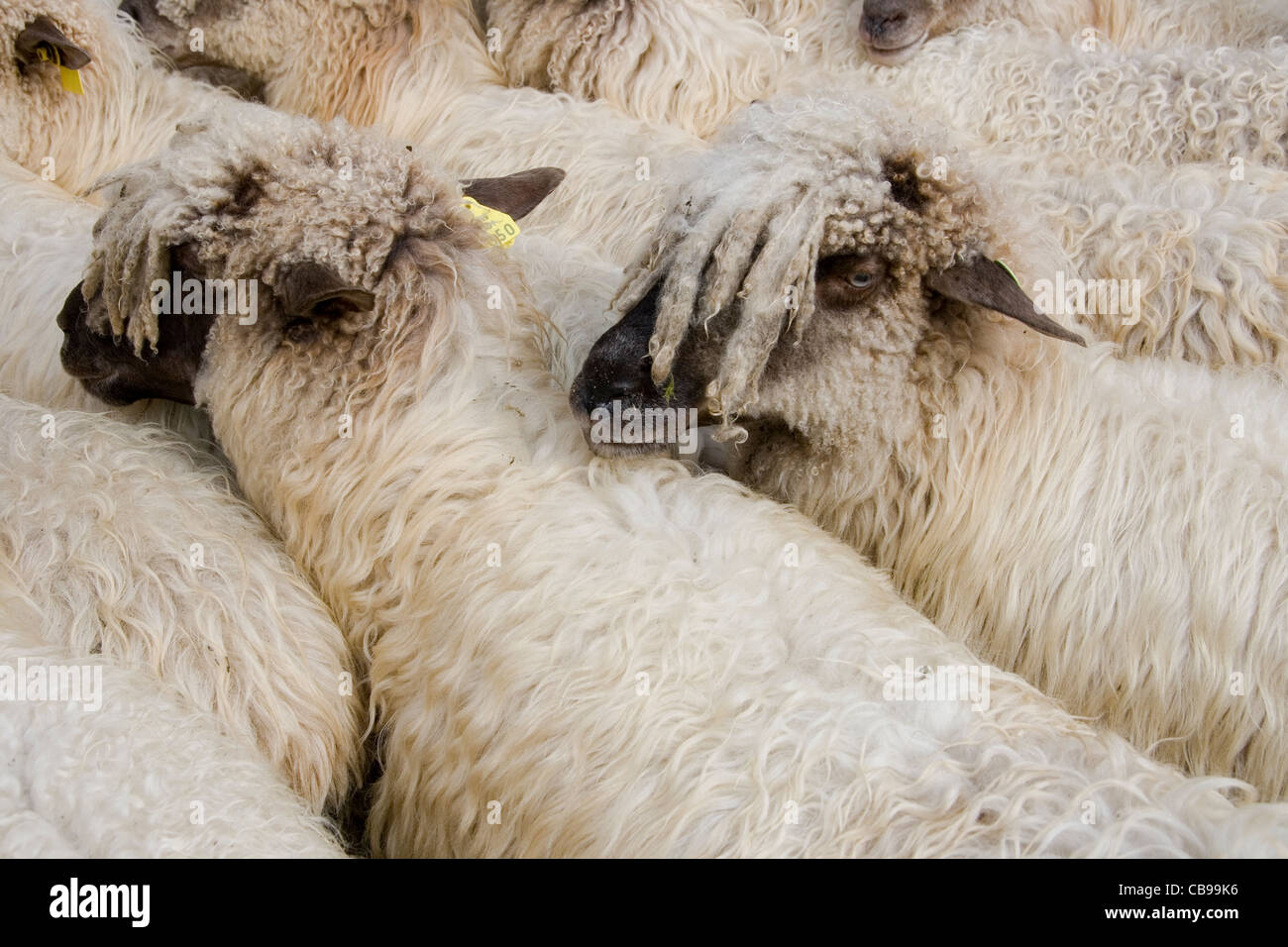 a latxa sheep herd in basque country Stock Photo - Alamy