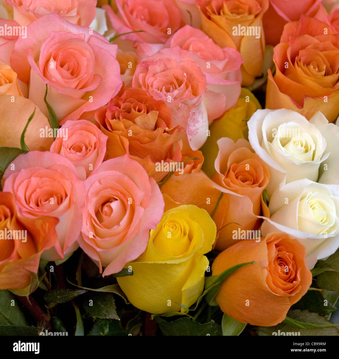 Latin beauty roses hi-res stock photography and images - Alamy