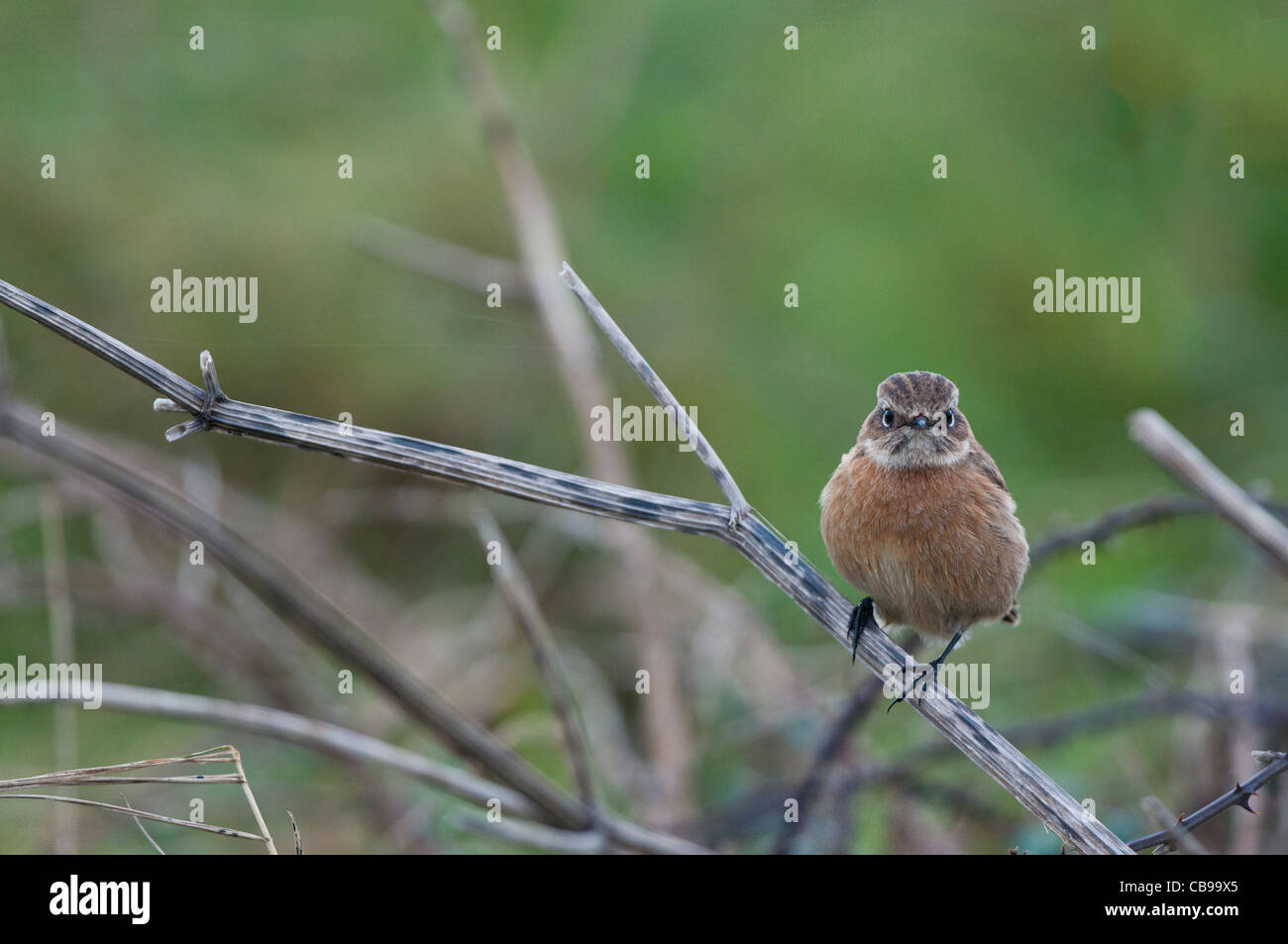 Female stonechat hi-res stock photography and images - Alamy