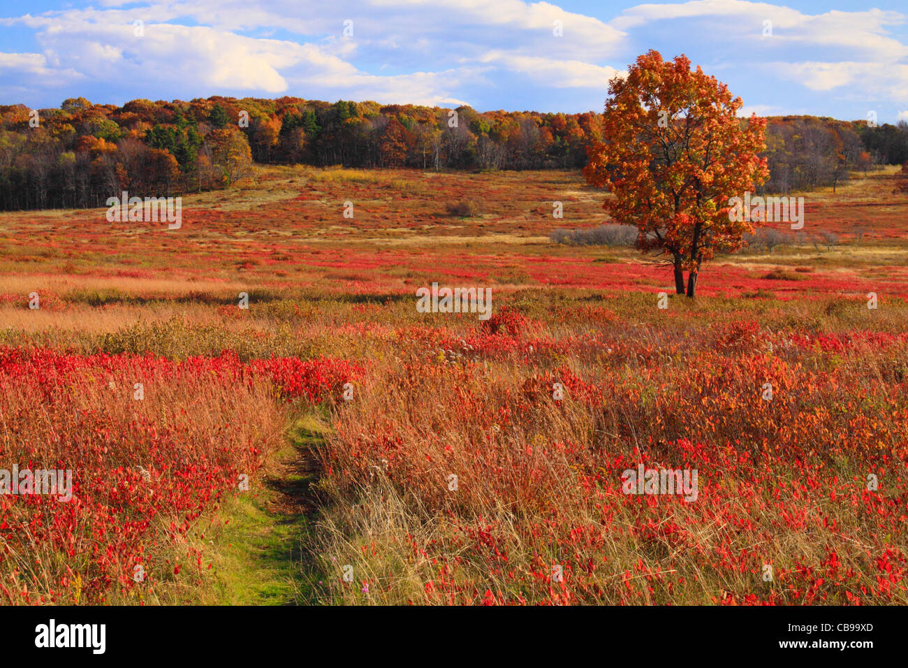 Big meadows shenandoah national park hi-res stock photography and ...