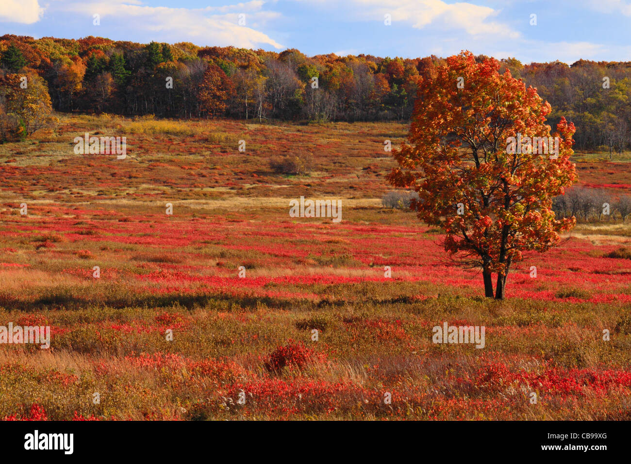 Big Meadows, Shenandoah National Park, Virginia, USA Stock Photo - Alamy