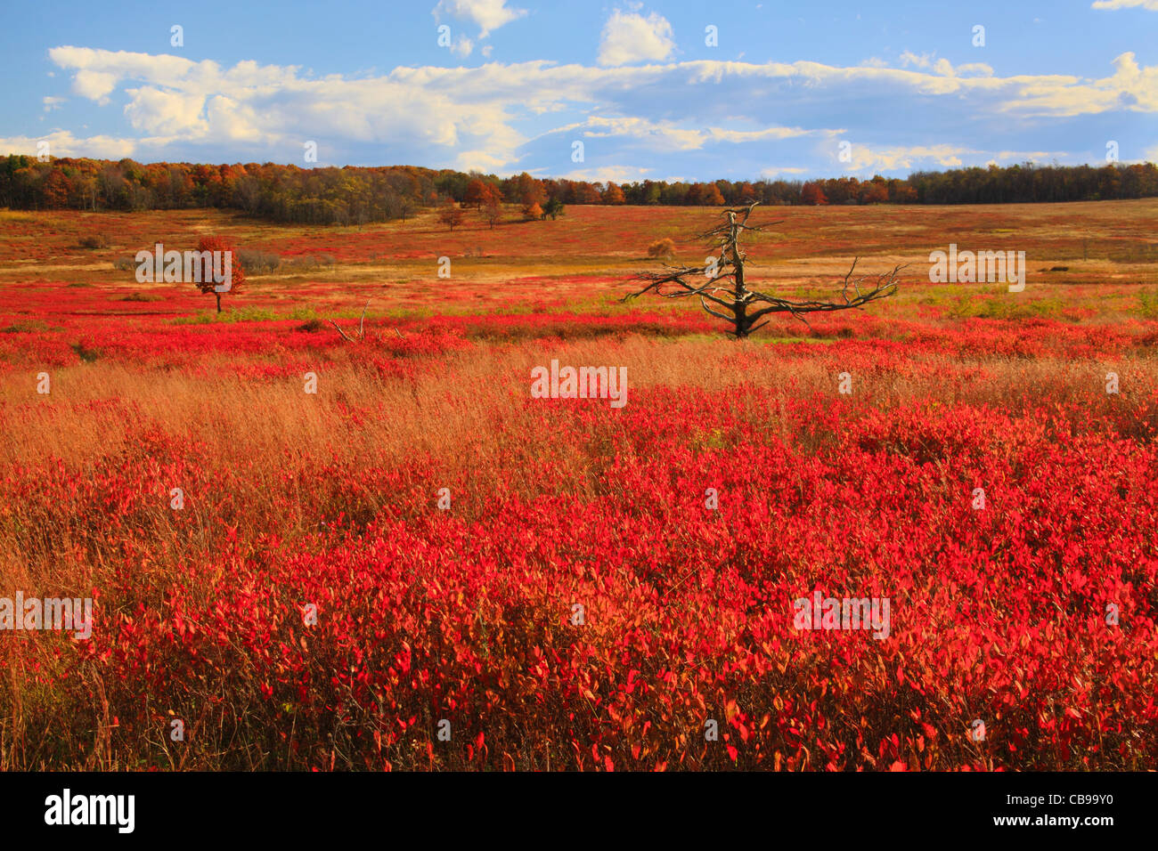 Big Meadows, Shenandoah National Park, Virginia, USA Stock Photo - Alamy