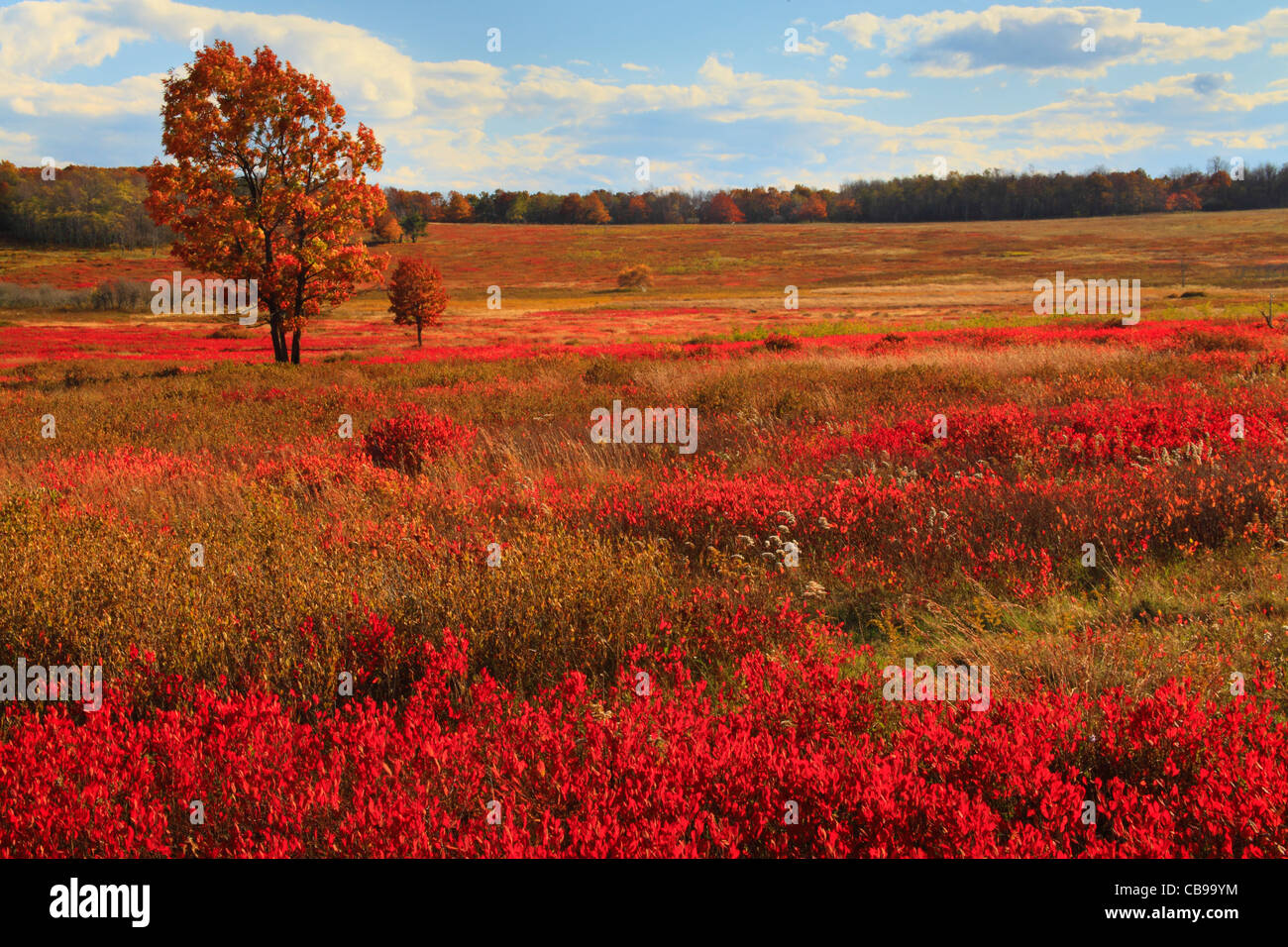 Big Meadows, Shenandoah National Park, Virginia, USA Stock Photo - Alamy