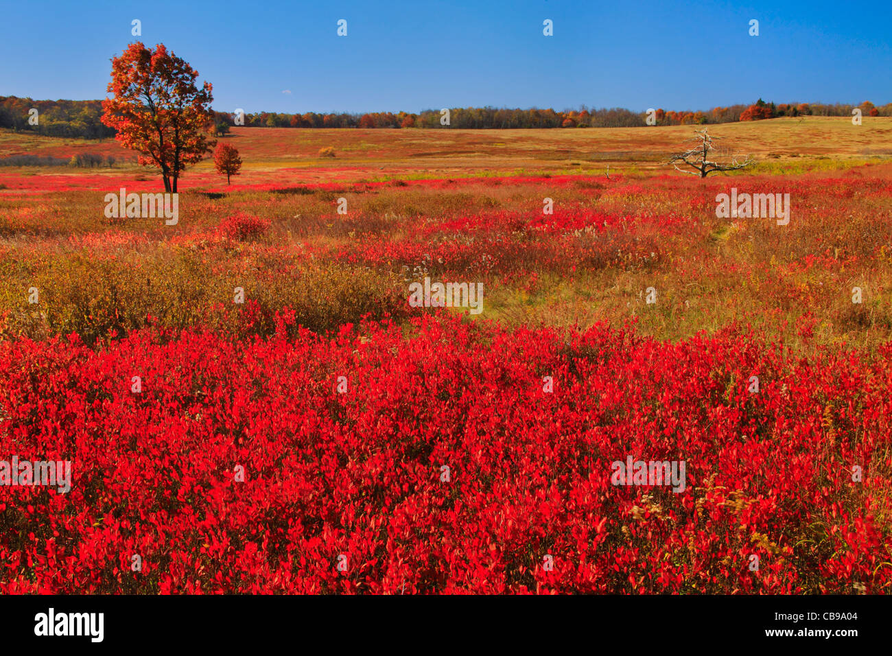 Big meadows shenandoah national park hi-res stock photography and ...