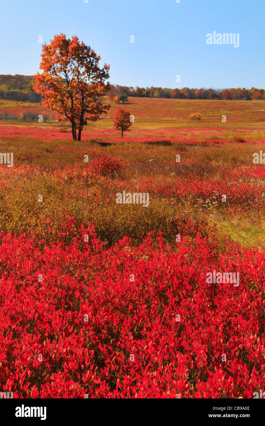 Big meadows shenandoah national park hi-res stock photography and ...