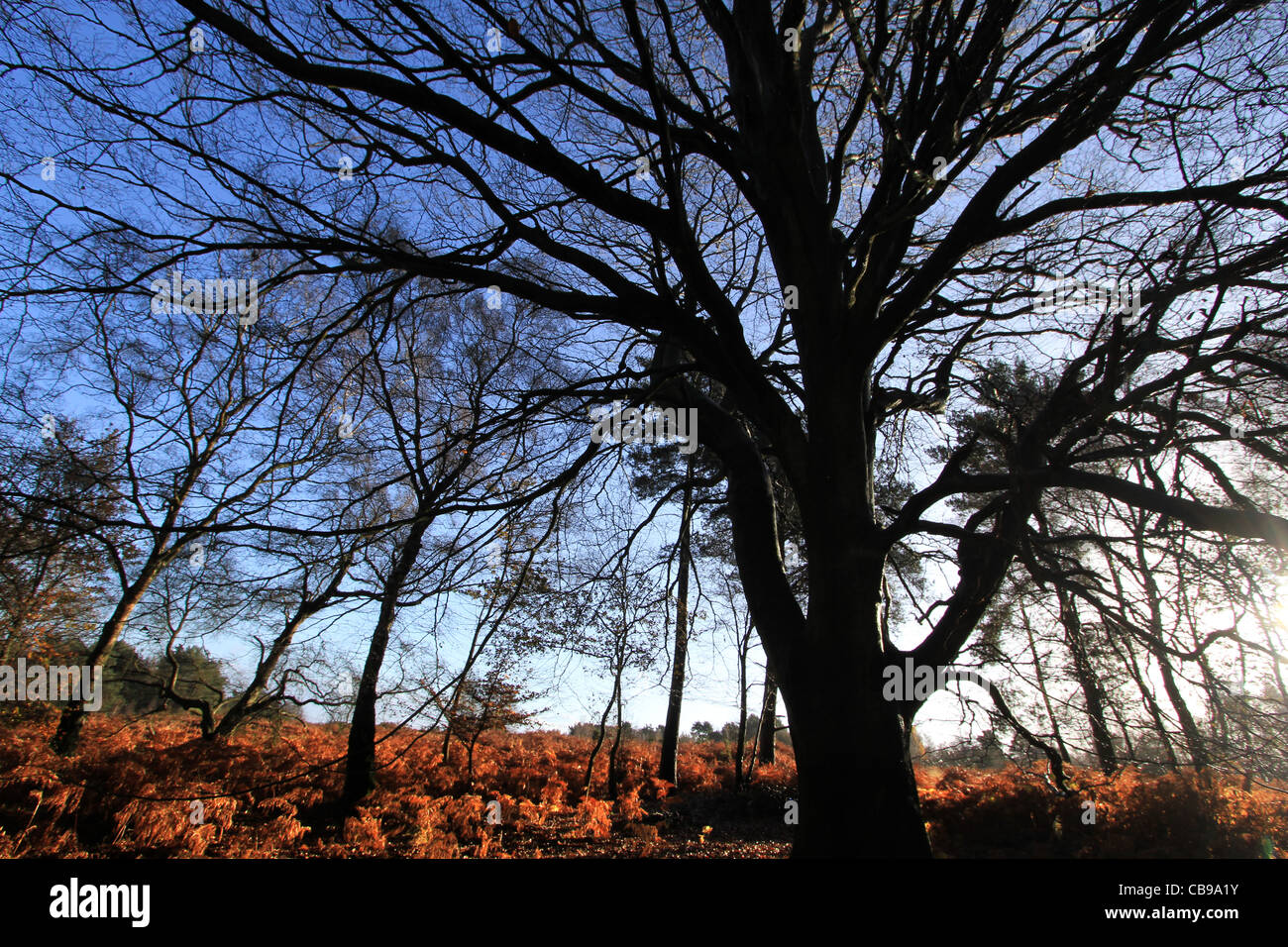 Ashdown forest autumn hi-res stock photography and images - Alamy