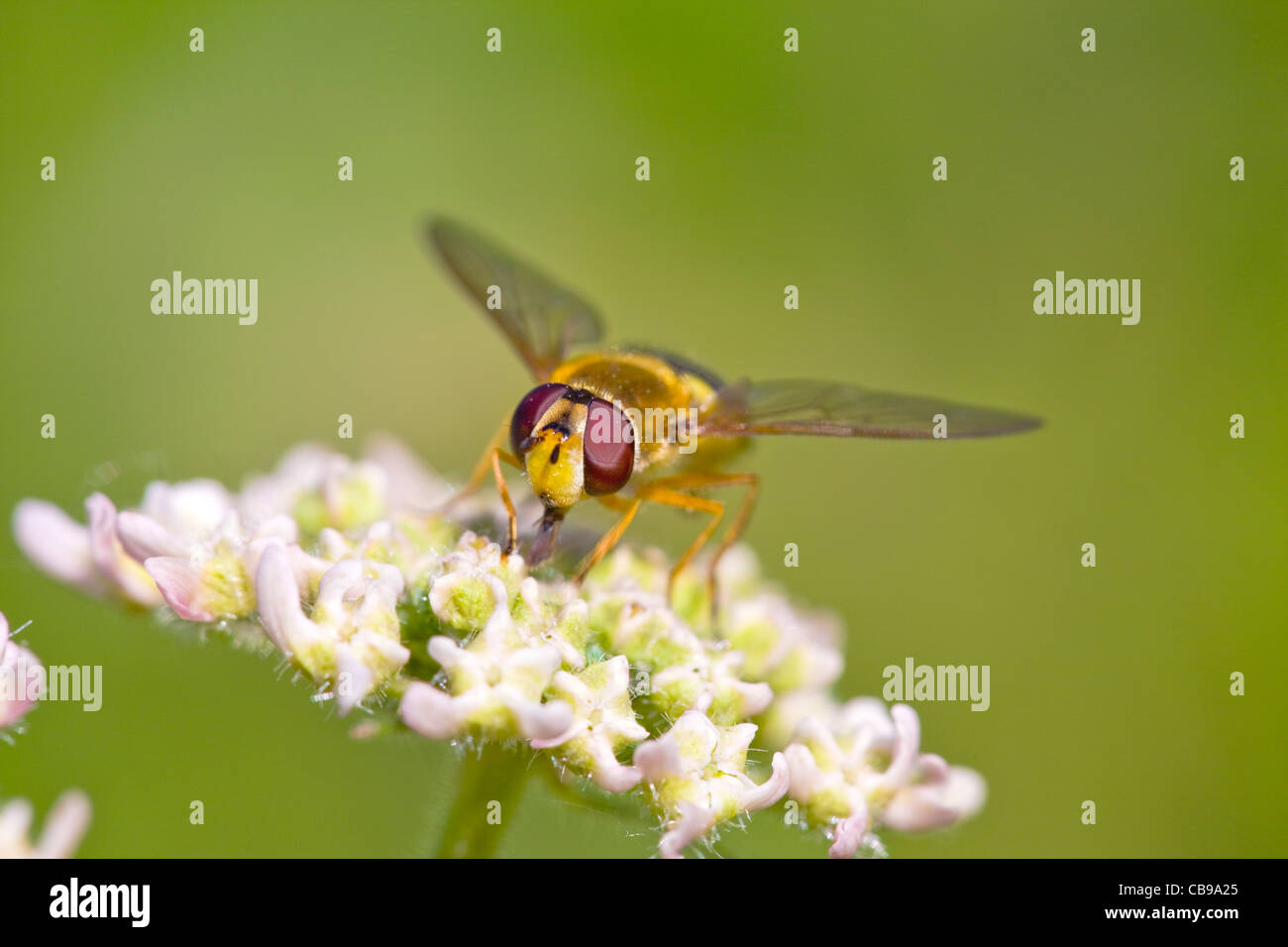 Helophilus pendulus helophilus pendulus hi-res stock photography and ...