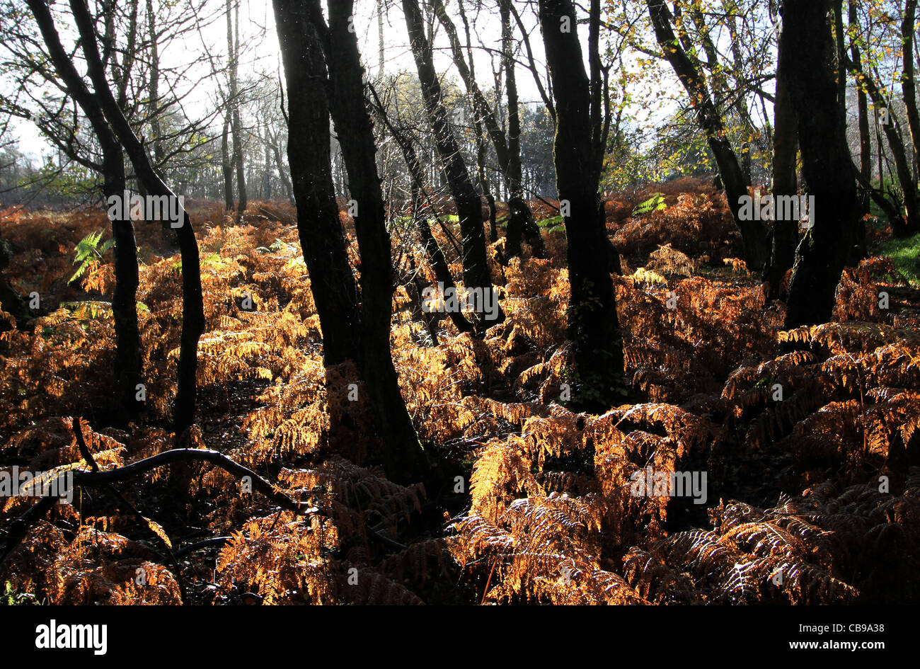 Ashdown forest autumn hi-res stock photography and images - Alamy