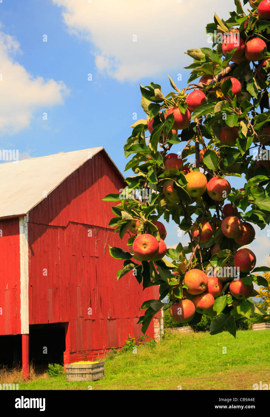 Apple Barn Apple Orchard High Resolution Stock Photography and Images ...