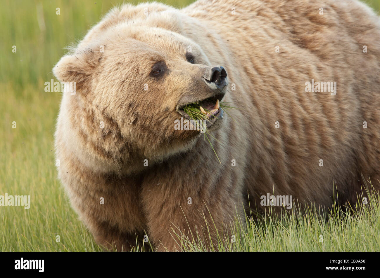Stock photo of an Alaskan brown bear feeding in a sedge meadow Stock ...