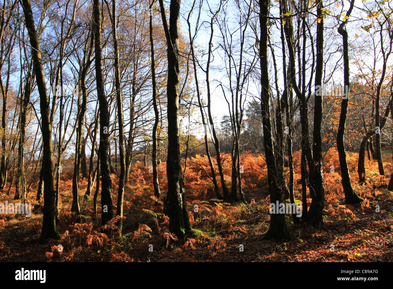 Ashdown Forest Stock Photos & Ashdown Forest Stock Images - Alamy