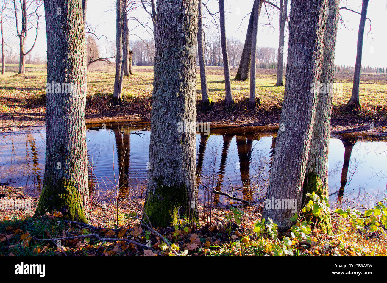 autumn park landscape with tree and pond Stock Photo - Alamy