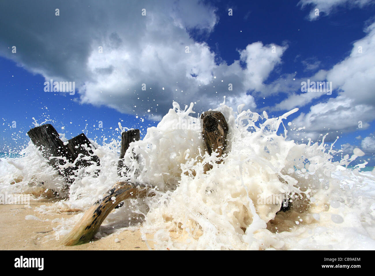 Tree stumps on beach hi-res stock photography and images - Alamy