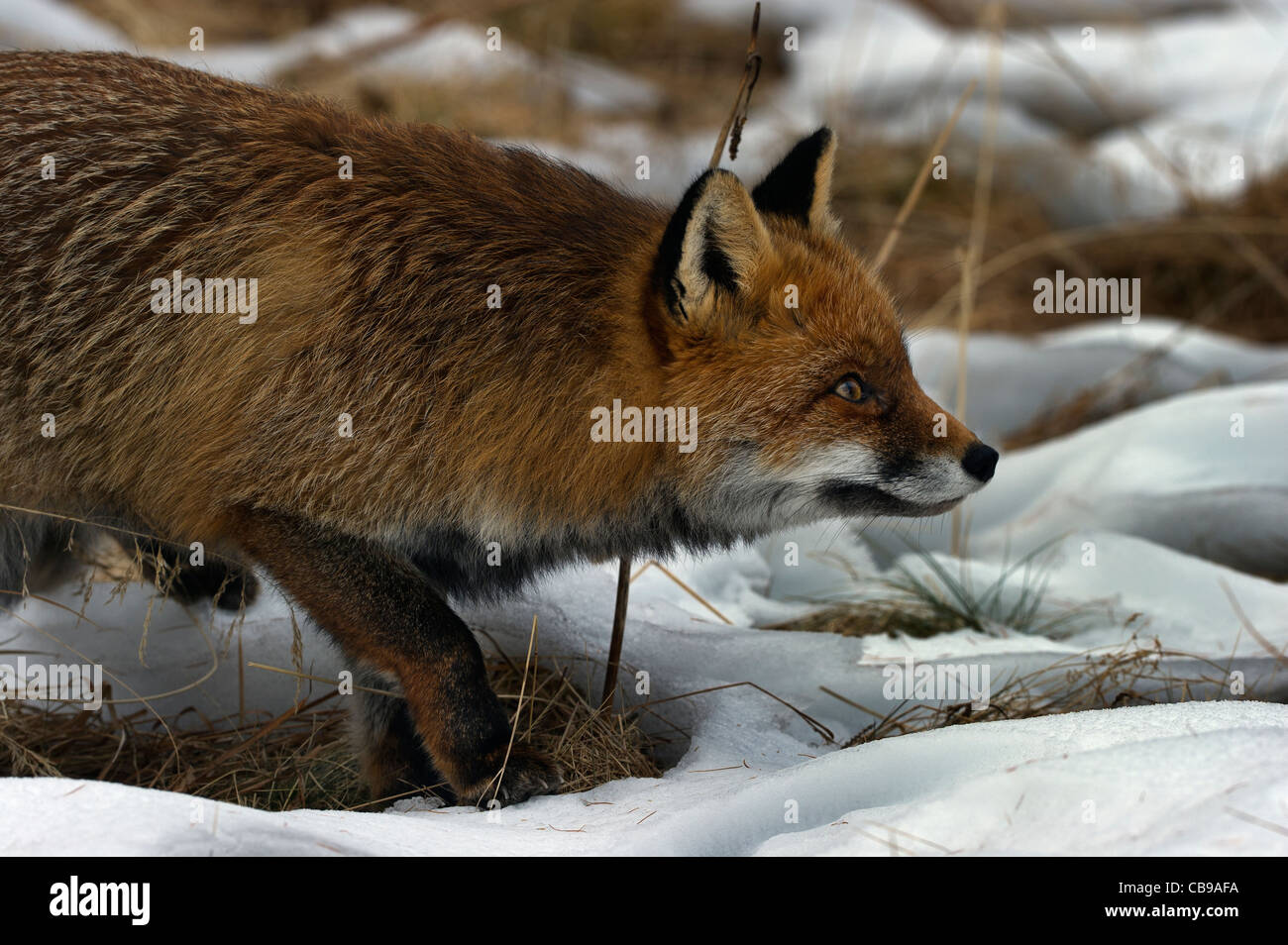 a Red Fox being in wait Stock Photo - Alamy