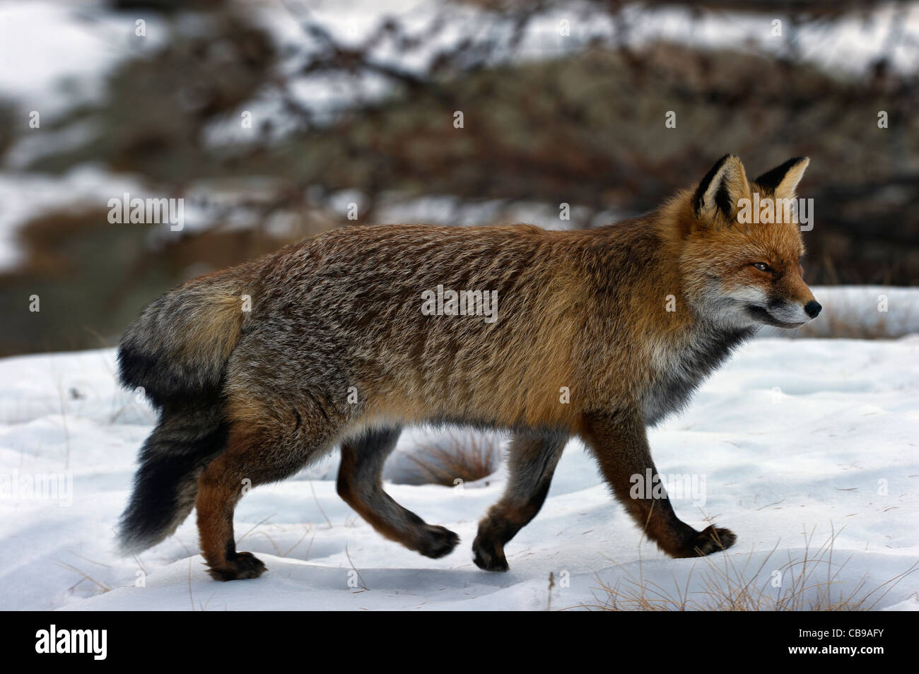 a Red Fox walking on the snow Stock Photo - Alamy