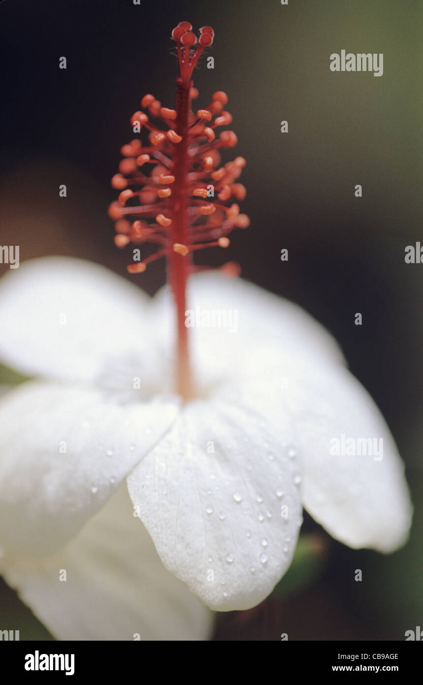 Pua alalo hi-res stock photography and images - Alamy