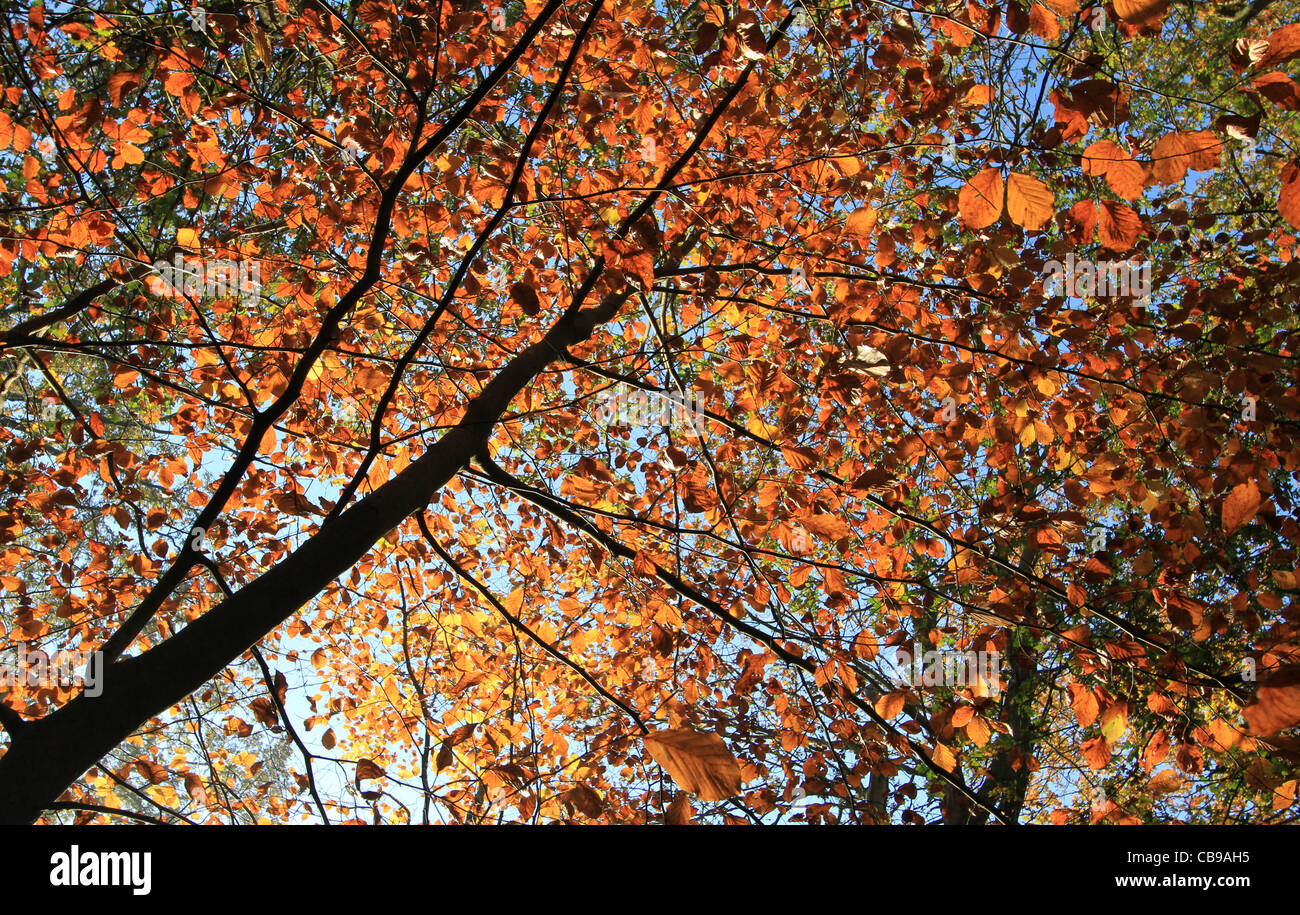 Autumn Trees in Ashdown Forest, Sussex Stock Photo - Alamy