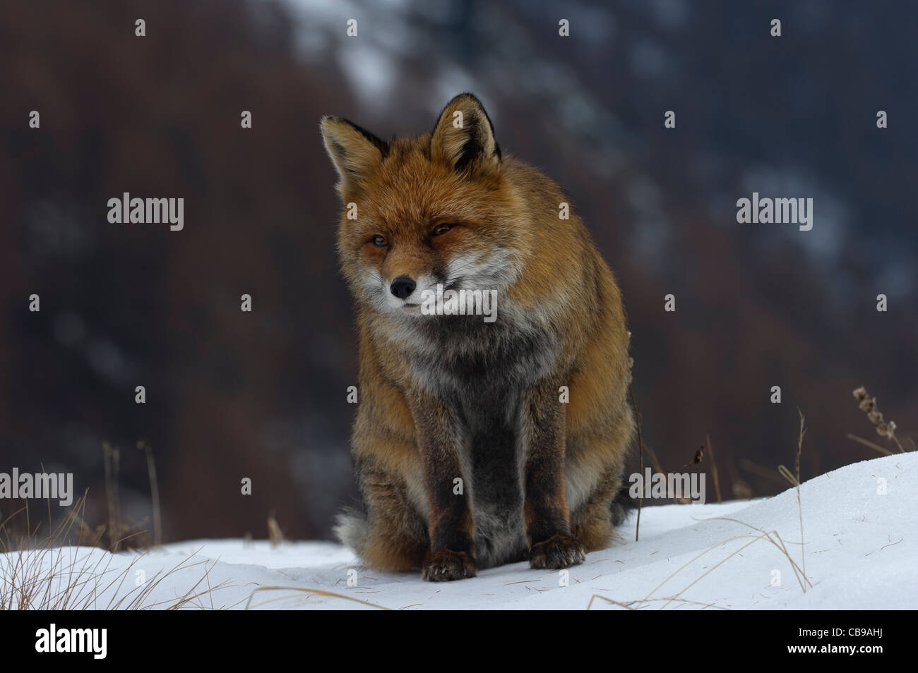 a Red Fox in the snow Stock Photo - Alamy