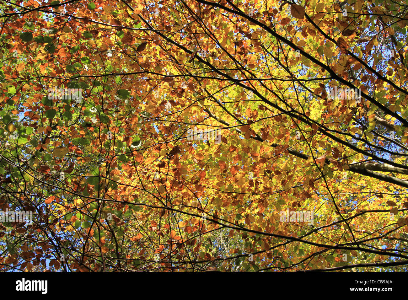 Autumn Trees in Ashdown Forest, Sussex Stock Photo - Alamy
