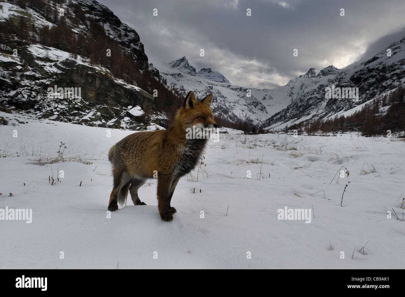a Red Fox in the Valsavarenche valley, Aosta valley, Italy Stock Photo ...