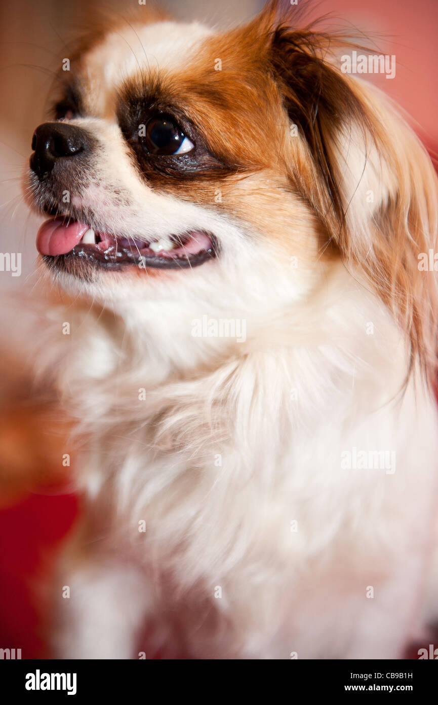 Pekingese and side view hi-res stock photography and images - Alamy