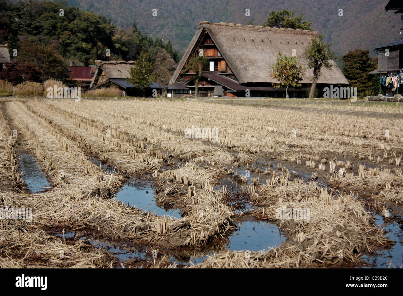 Rice field and Gassho- Zukuri, typical farmhouse in Shirakawago Stock ...