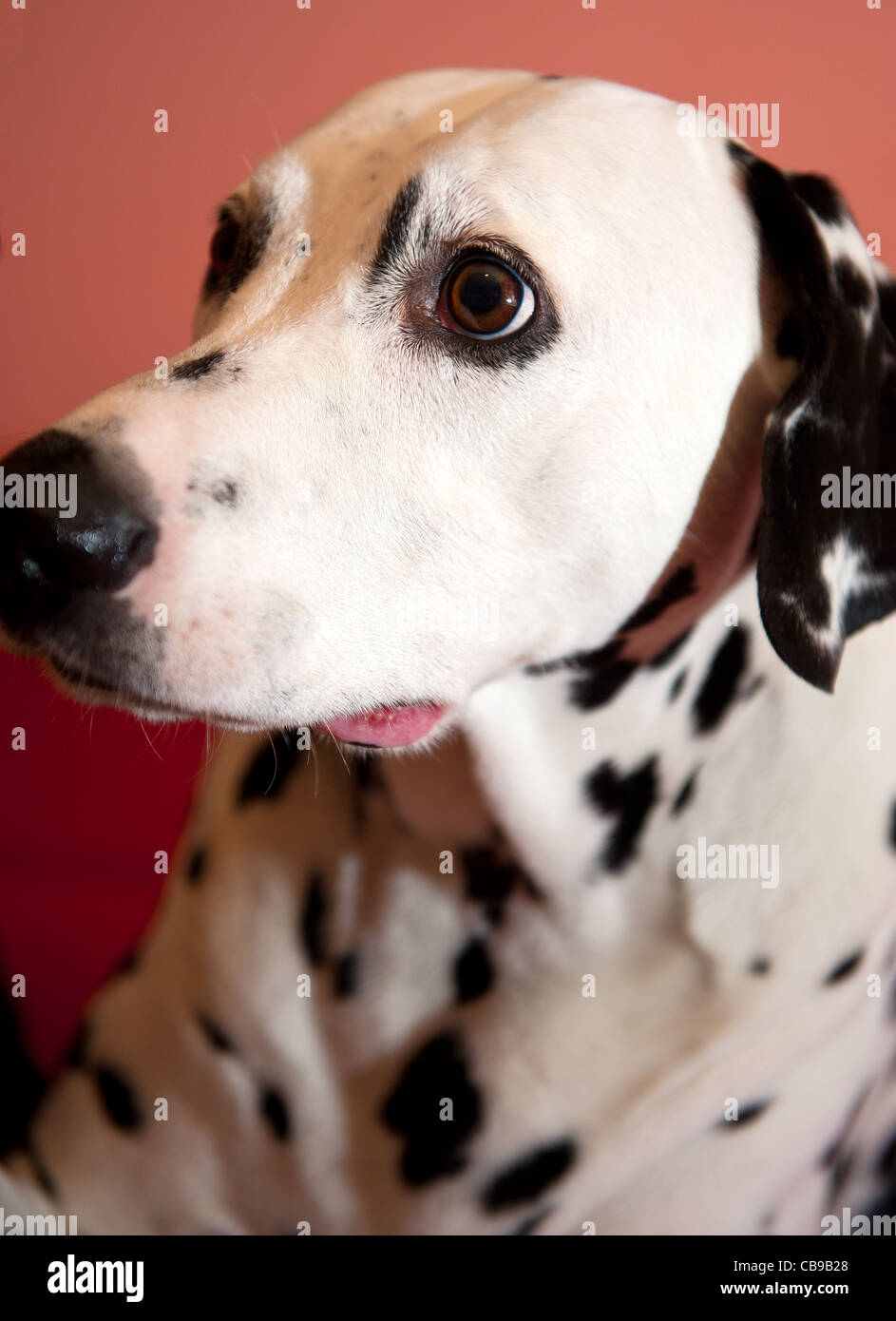 Dalmatian portrait hi-res stock photography and images - Alamy
