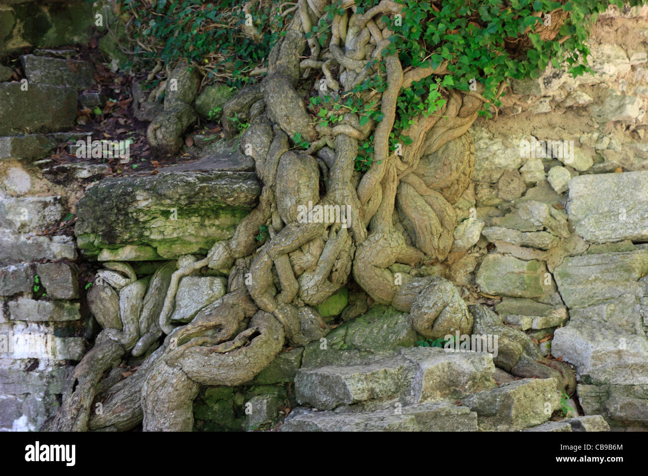 tree roots on ruin in Visby Botanical Garden Stock Photo - Alamy