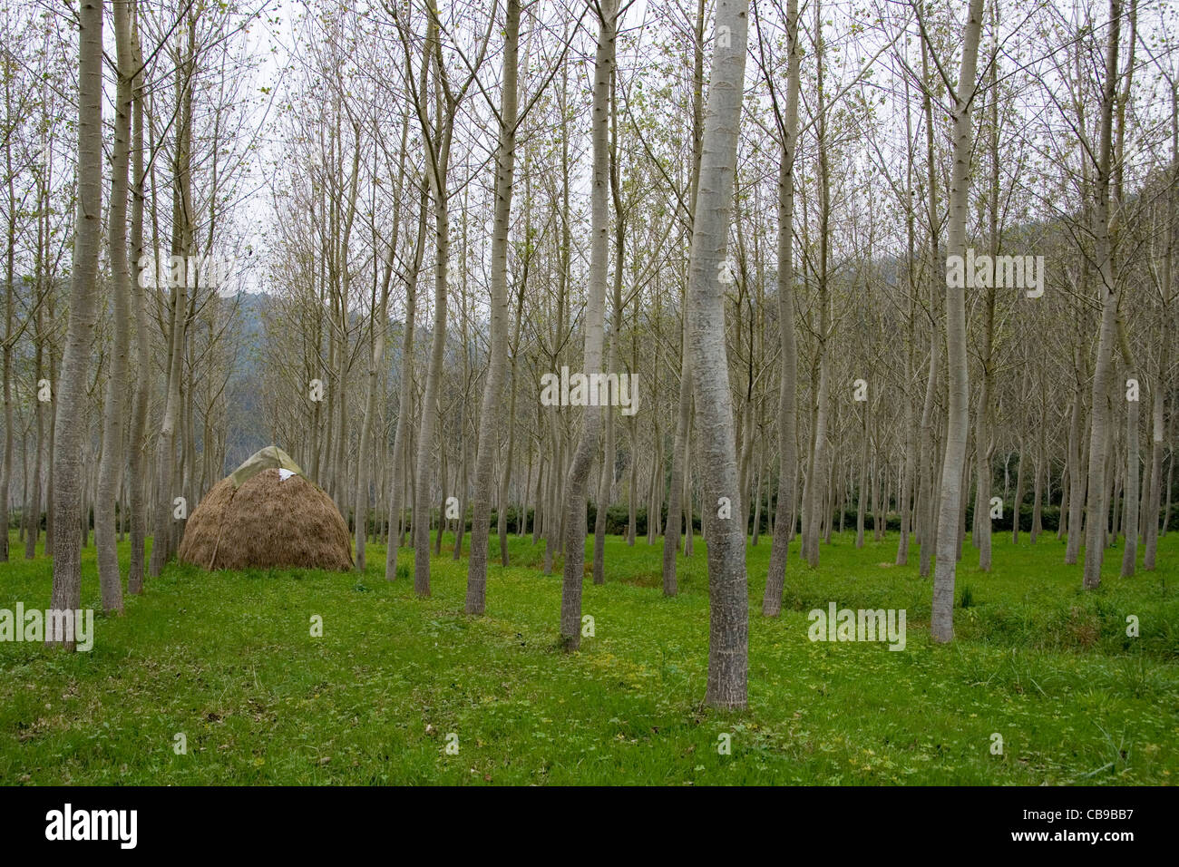 Goal Fish High Resolution Stock Photography and Images - Alamy