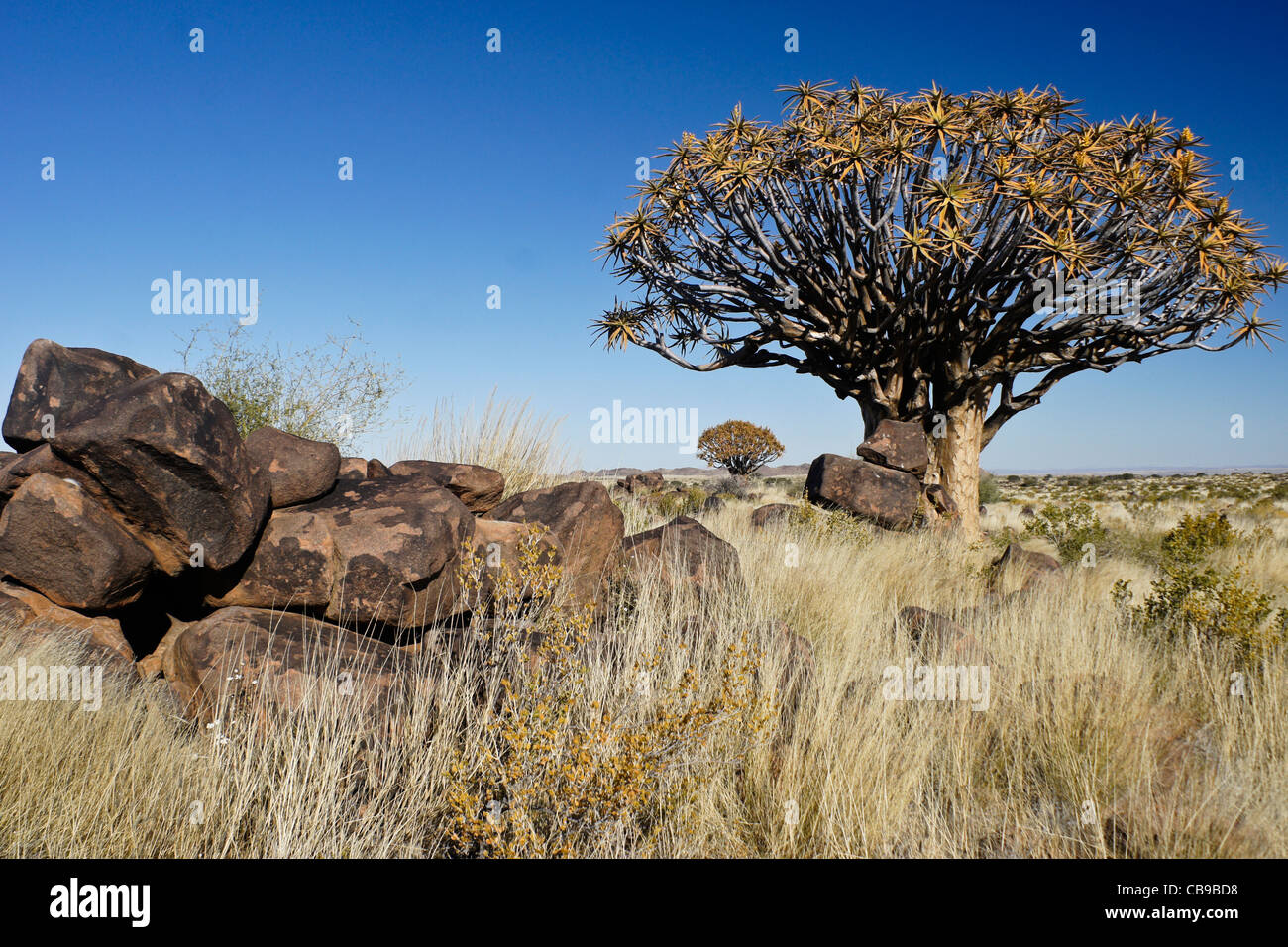 Garas quiver tree park hi-res stock photography and images - Alamy
