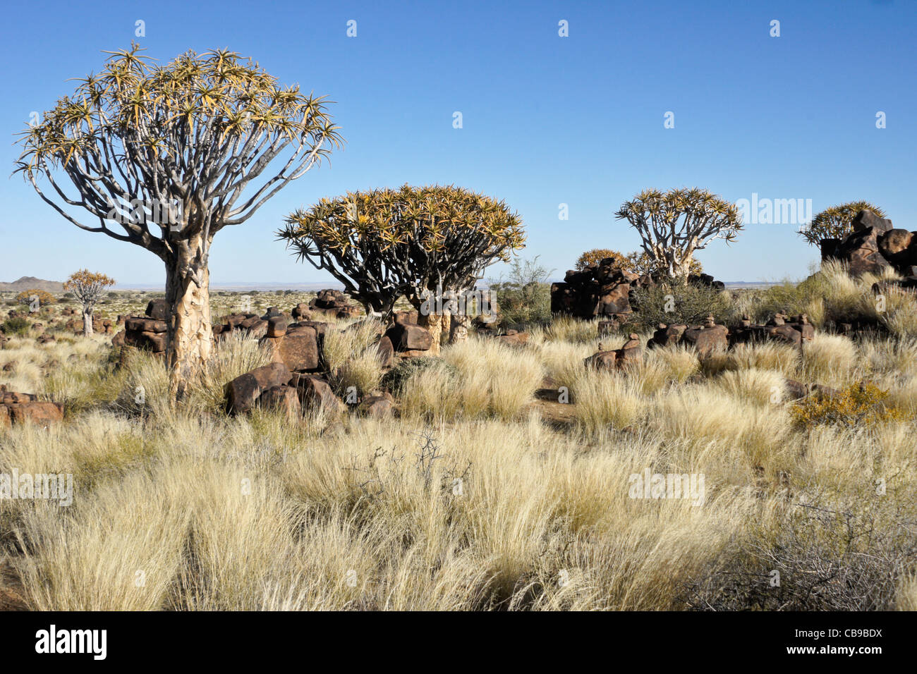 Garas quiver tree park hi-res stock photography and images - Alamy