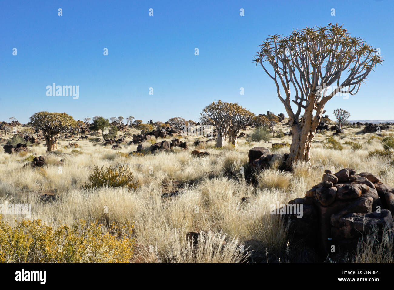 Garas quiver tree park hi-res stock photography and images - Alamy