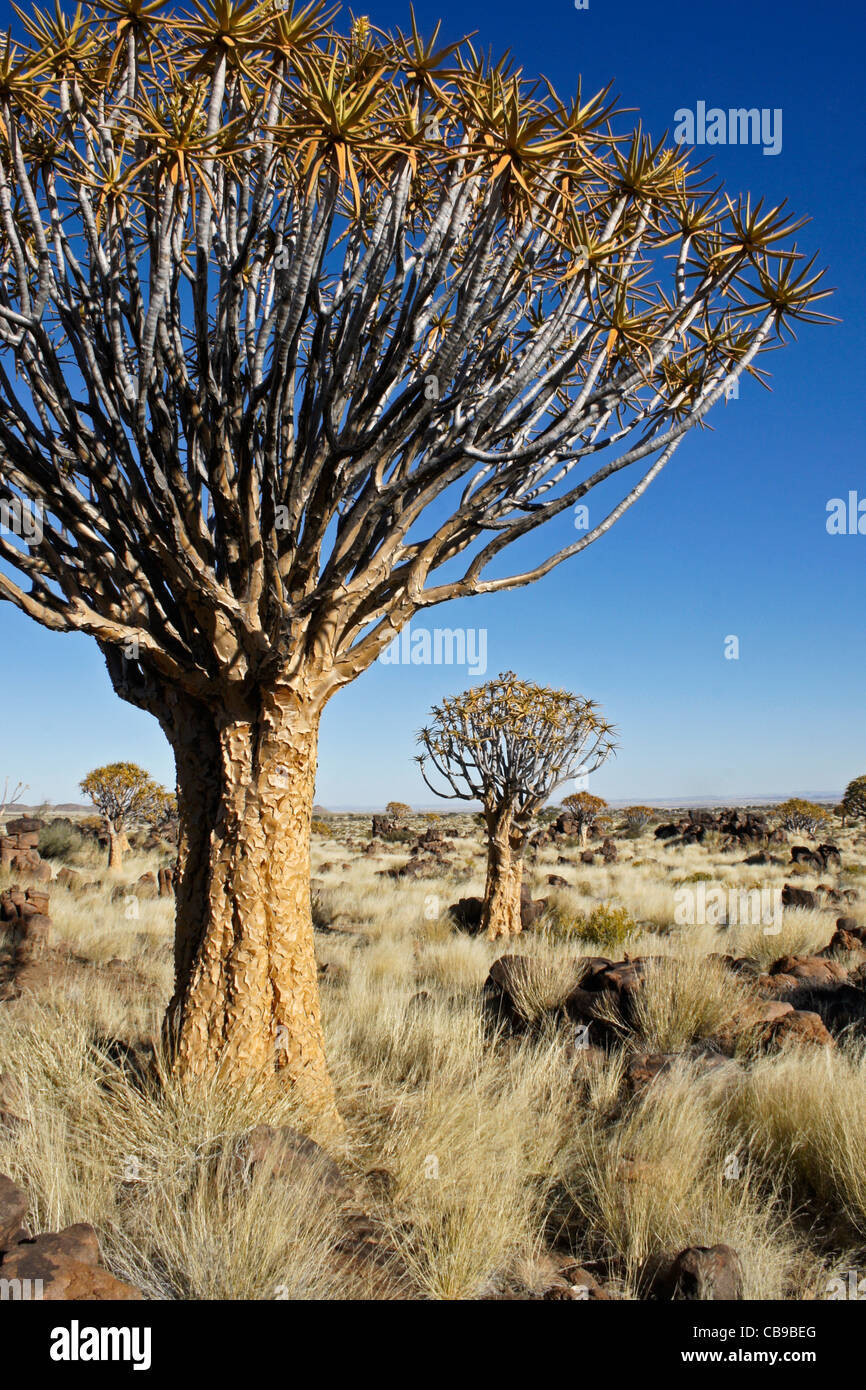 Garas quiver tree park hi-res stock photography and images - Alamy