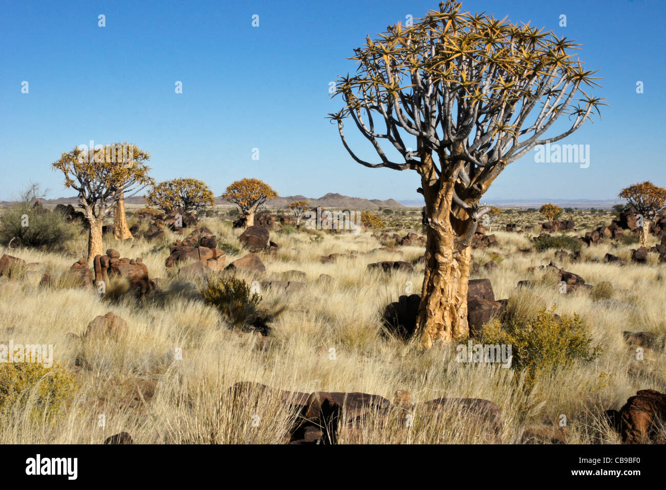 Garas Quiver Tree Park High Resolution Stock Photography and Images - Alamy