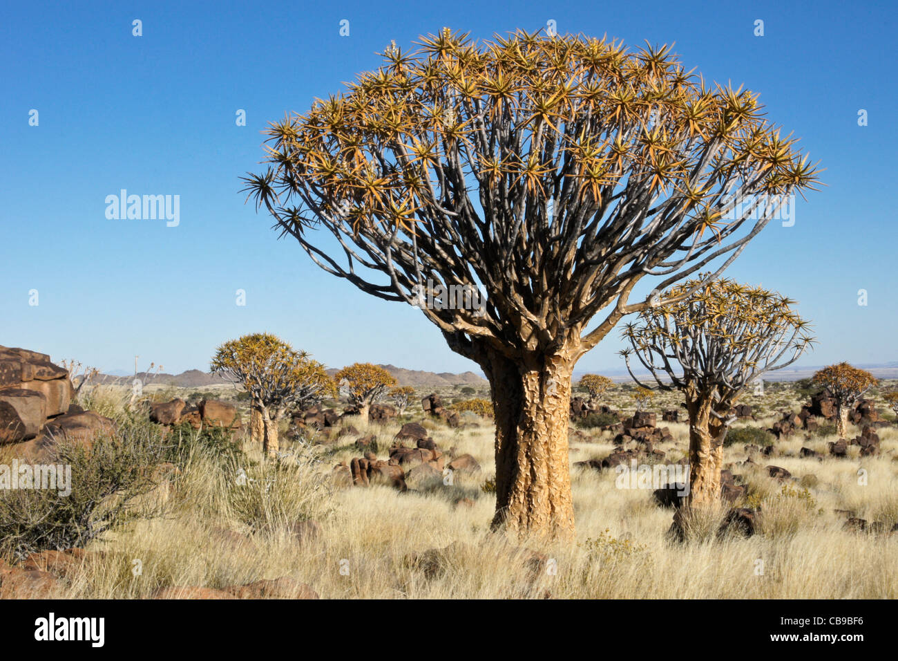Garas quiver tree park hi-res stock photography and images - Alamy