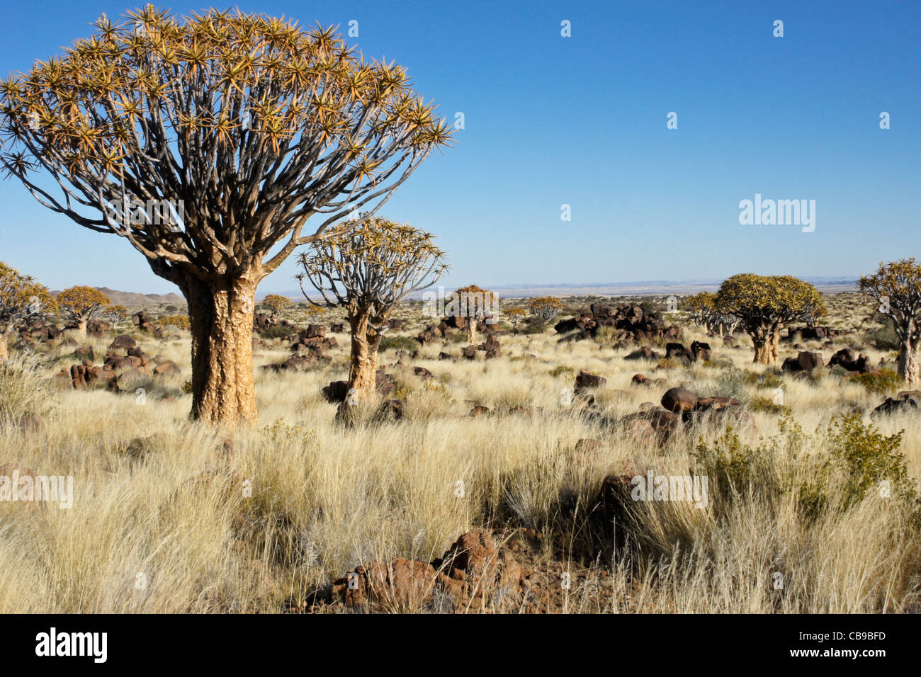 Quivertree forest at Garas Quiver Tree Park, Gariganus Farm, Namibia ...
