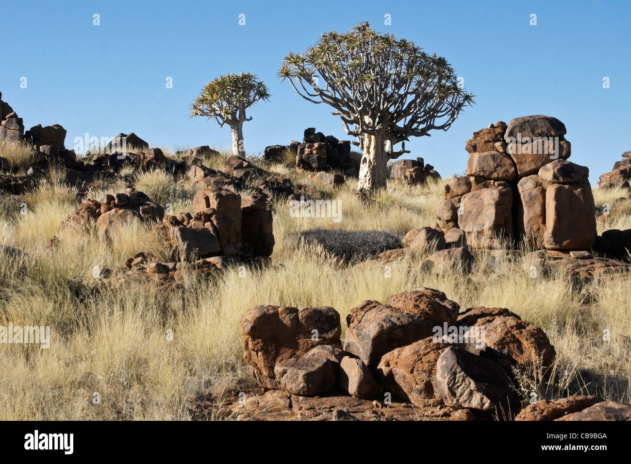 Garas quiver tree park hi-res stock photography and images - Alamy