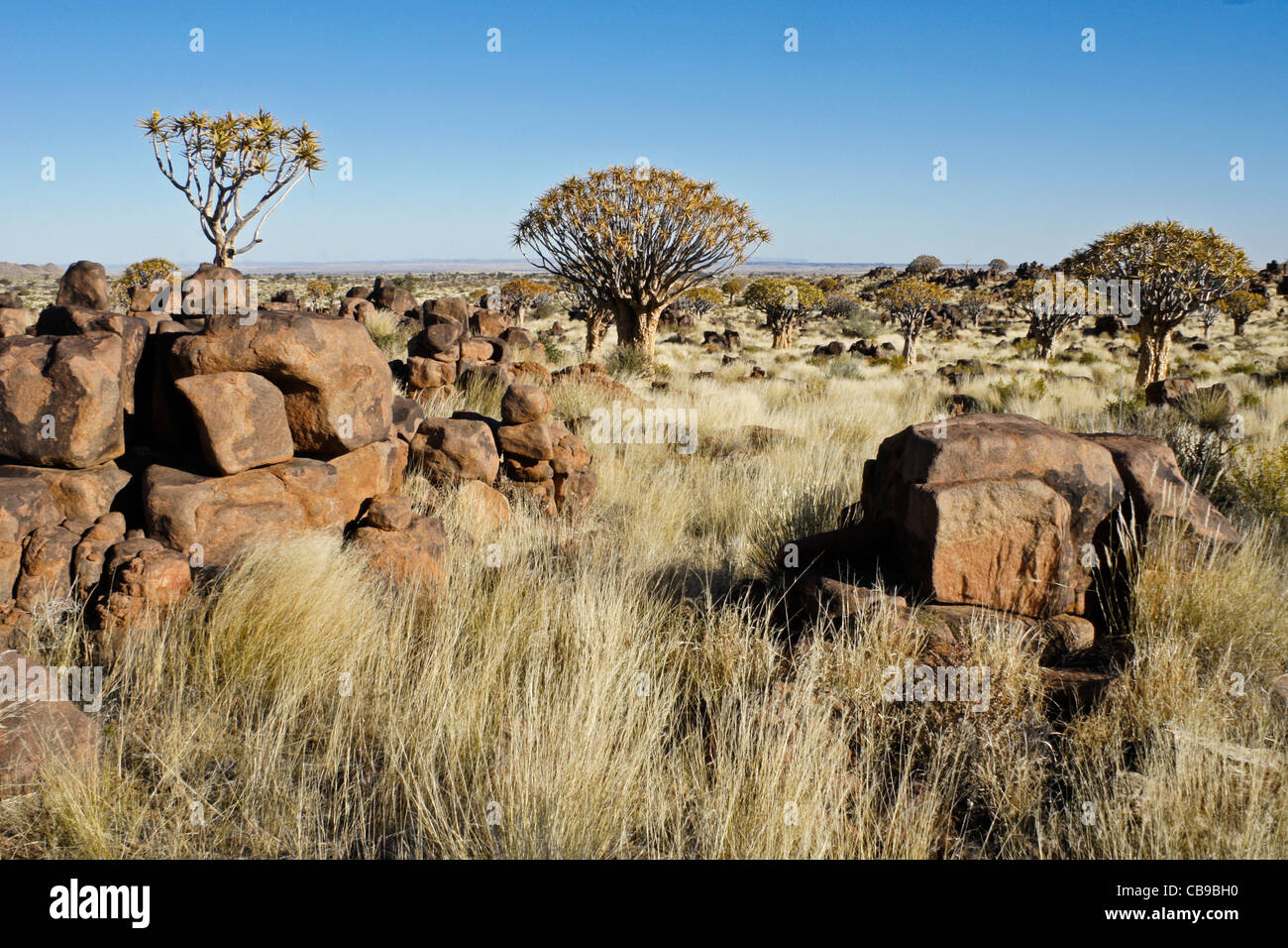 Garas quiver tree park hi-res stock photography and images - Alamy