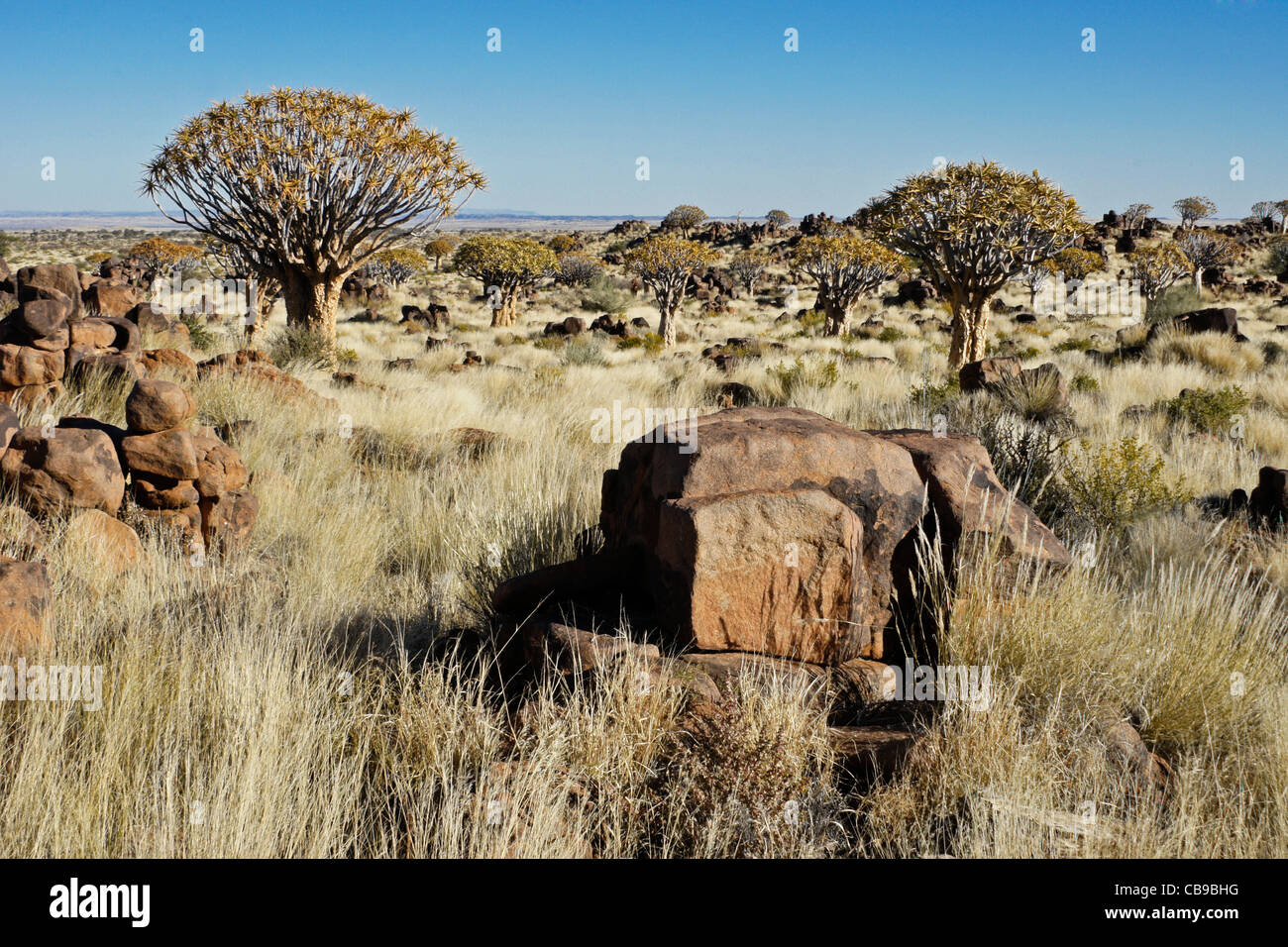 Garas quiver tree park hi-res stock photography and images - Alamy