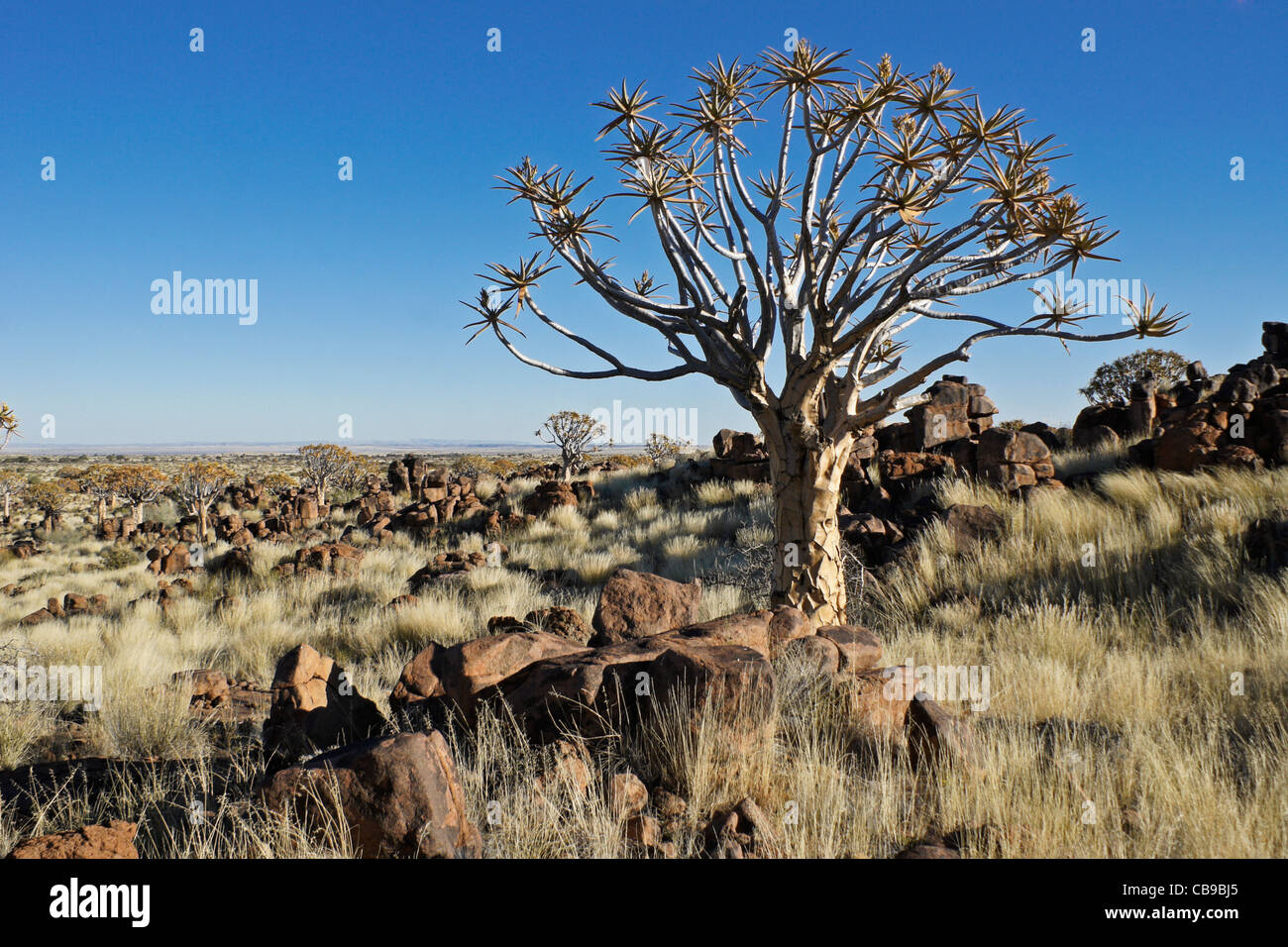 Garas quiver tree park hi-res stock photography and images - Alamy