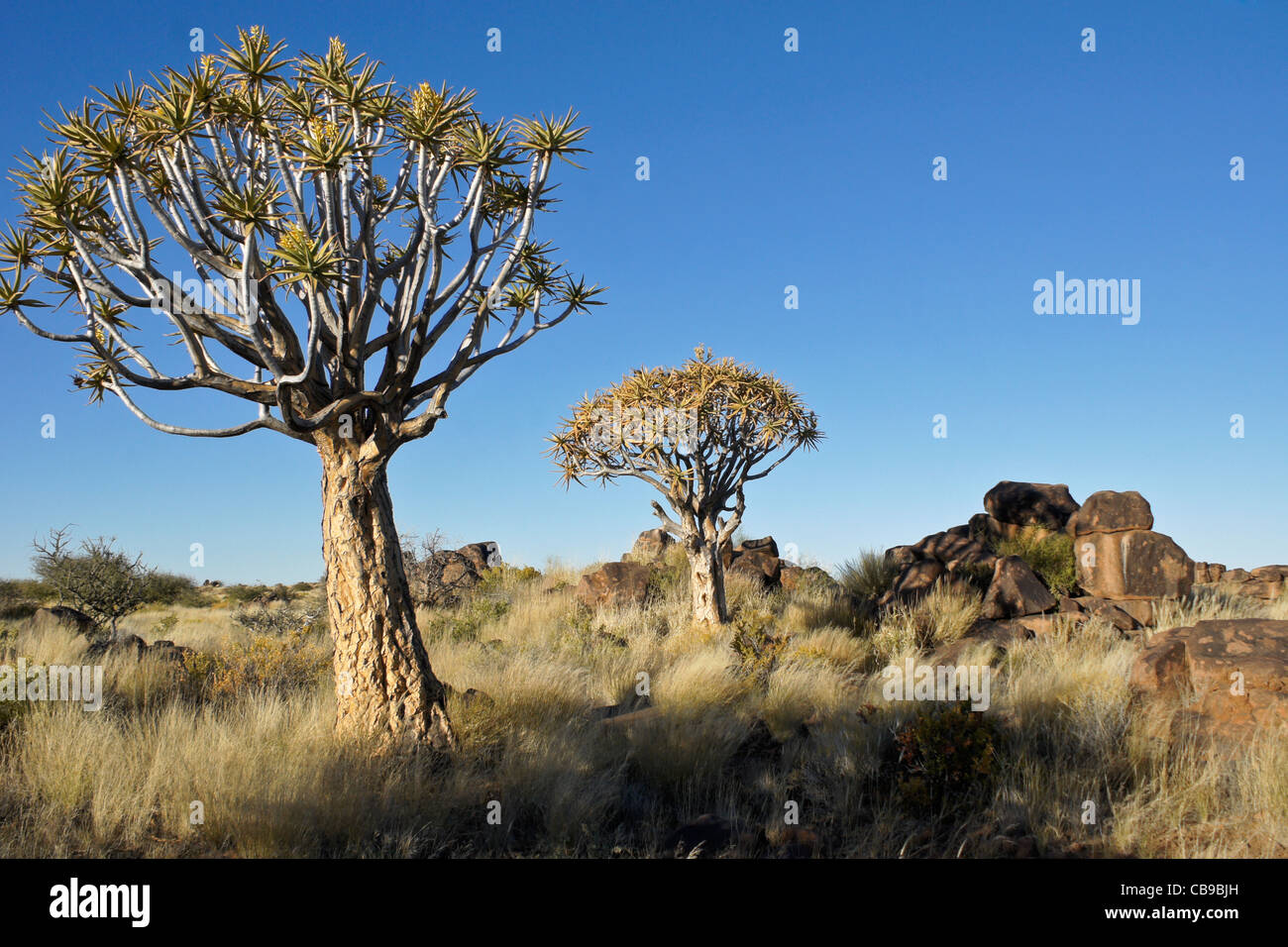 Quivertree forest at Garas Quiver Tree Park, Gariganus Farm, Namibia ...