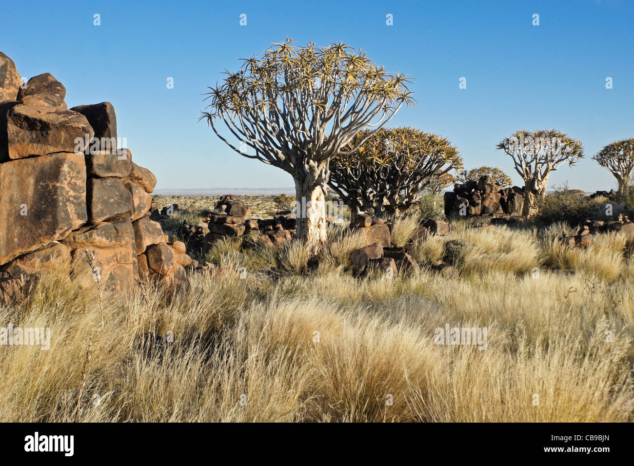 Garas Quiver Tree Park High Resolution Stock Photography and Images - Alamy